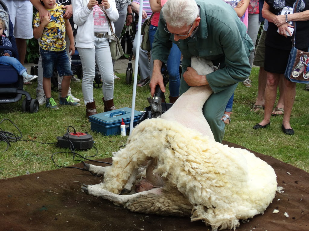 MUSEUM DE RIJF open met "SCHEREN VAN SCHAPEN" en "BOEKENMARKT" en ...